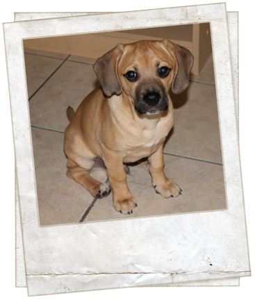 Custom Bobbleheads & Bobblehead Pets in Canada / Bobbleworld.ca